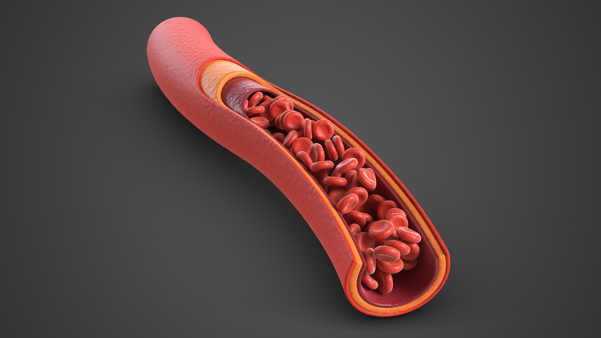 3D Model Blood Vessel Section - TurboSquid 1503137