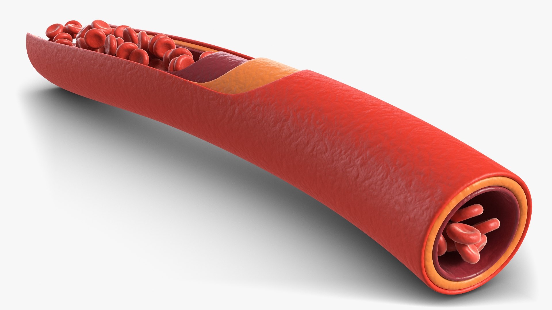3D Model Blood Vessel Section - TurboSquid 1503137