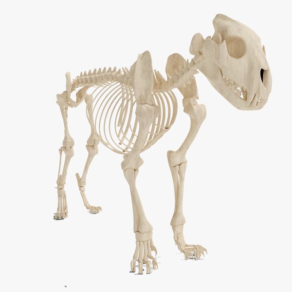 modelo 3d Esqueleto de leona - TurboSquid 2115270