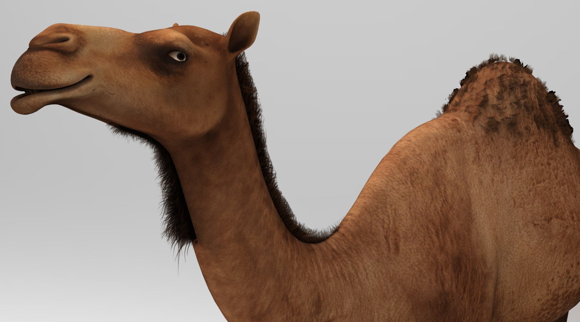 Camel - Animated 3D - TurboSquid 2110156