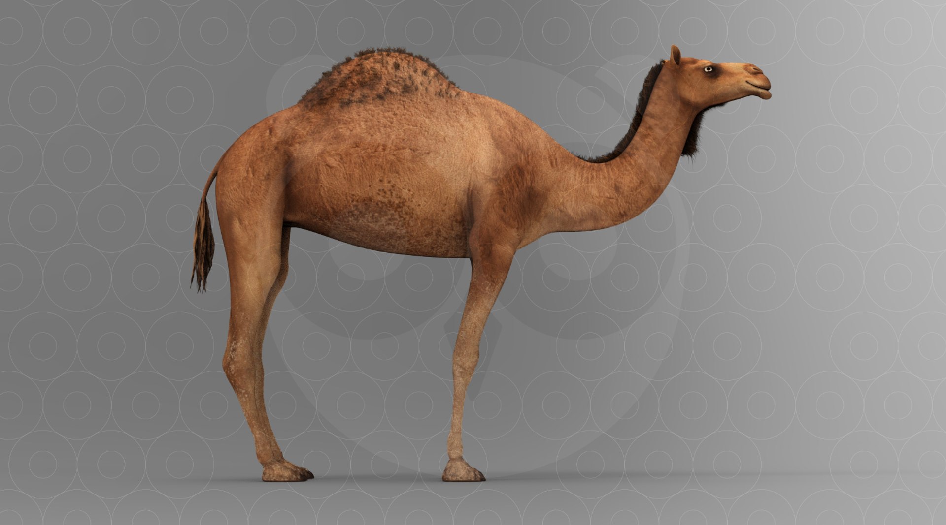 Camel - Animated 3D - TurboSquid 2110156