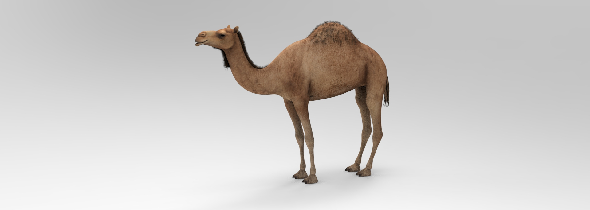 Camel - Animated 3D - TurboSquid 2110156