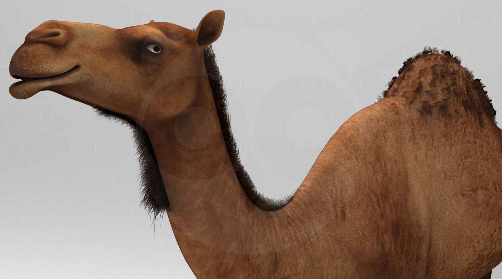 Camel - Animated 3D - TurboSquid 2110156