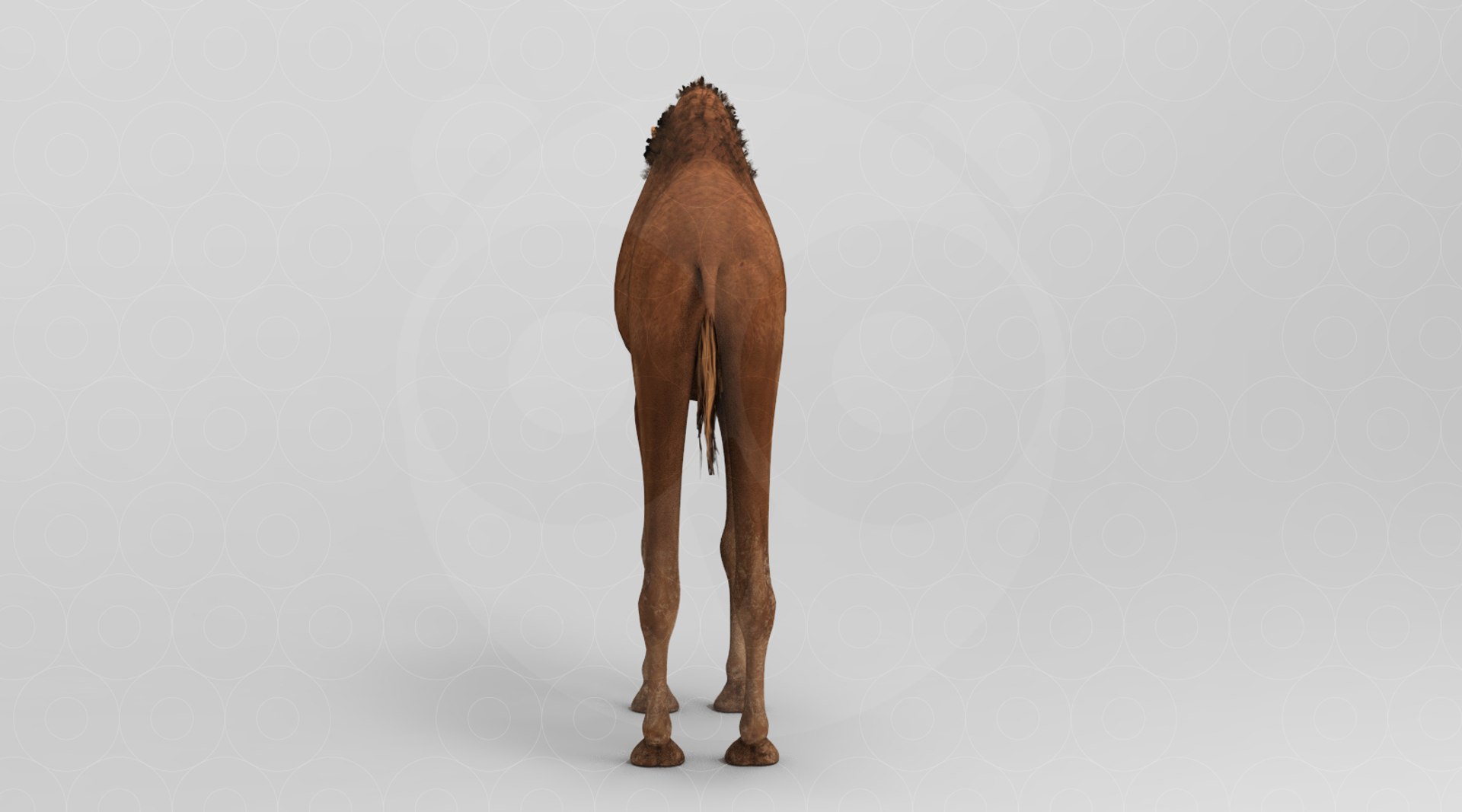 Camel - Animated 3D - TurboSquid 2110156