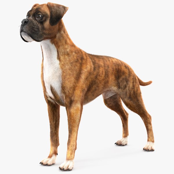 modelo 3d Perro Boxer Piel Color Tigre - TurboSquid 2250580