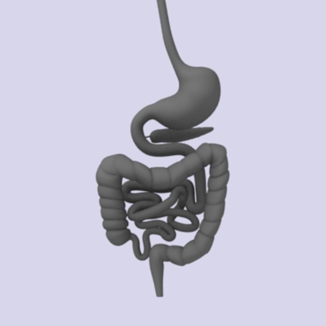 3d Digestive Human