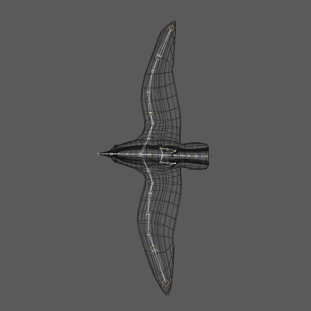 Single Flying Seagull Animation 3d C4d