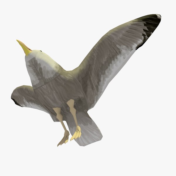 single flying seagull animation 3d c4d