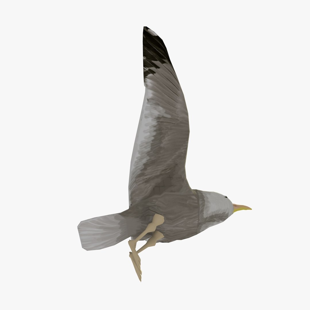 Single Flying Seagull Animation 3d C4d