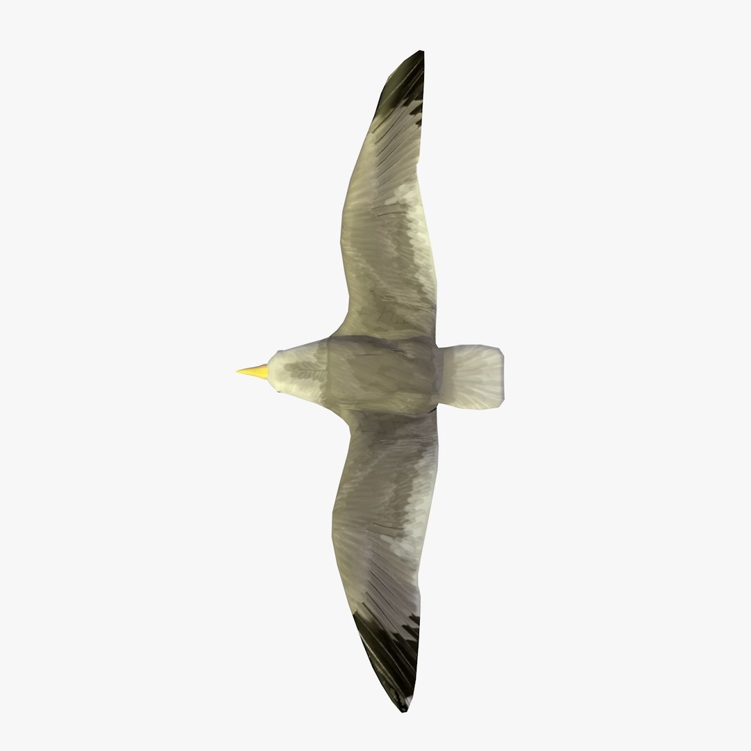 Single Flying Seagull Animation 3d C4d