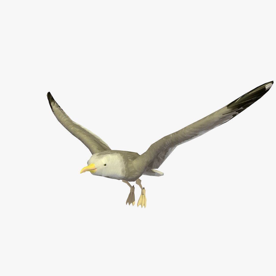 Single Flying Seagull Animation 3d C4d