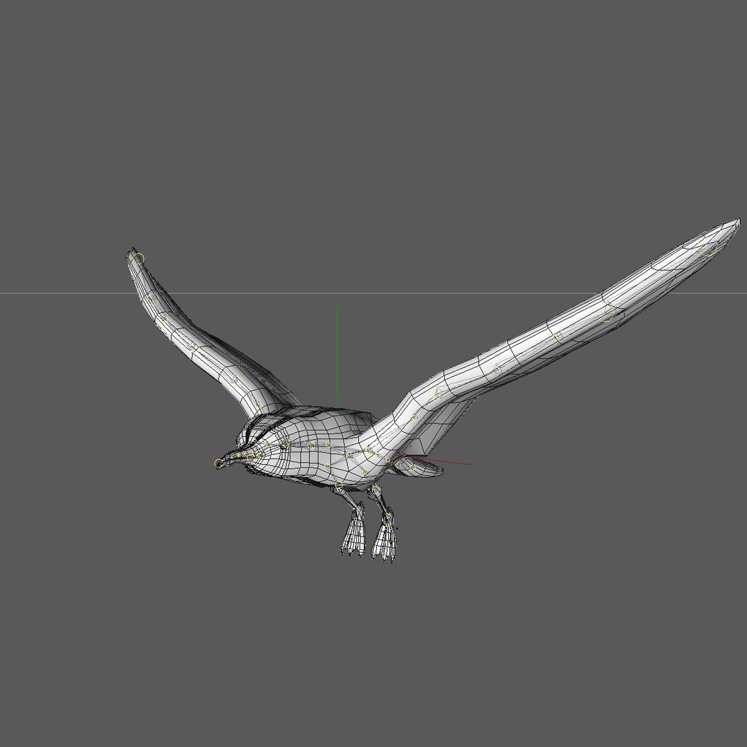 Single Flying Seagull Animation 3d C4d