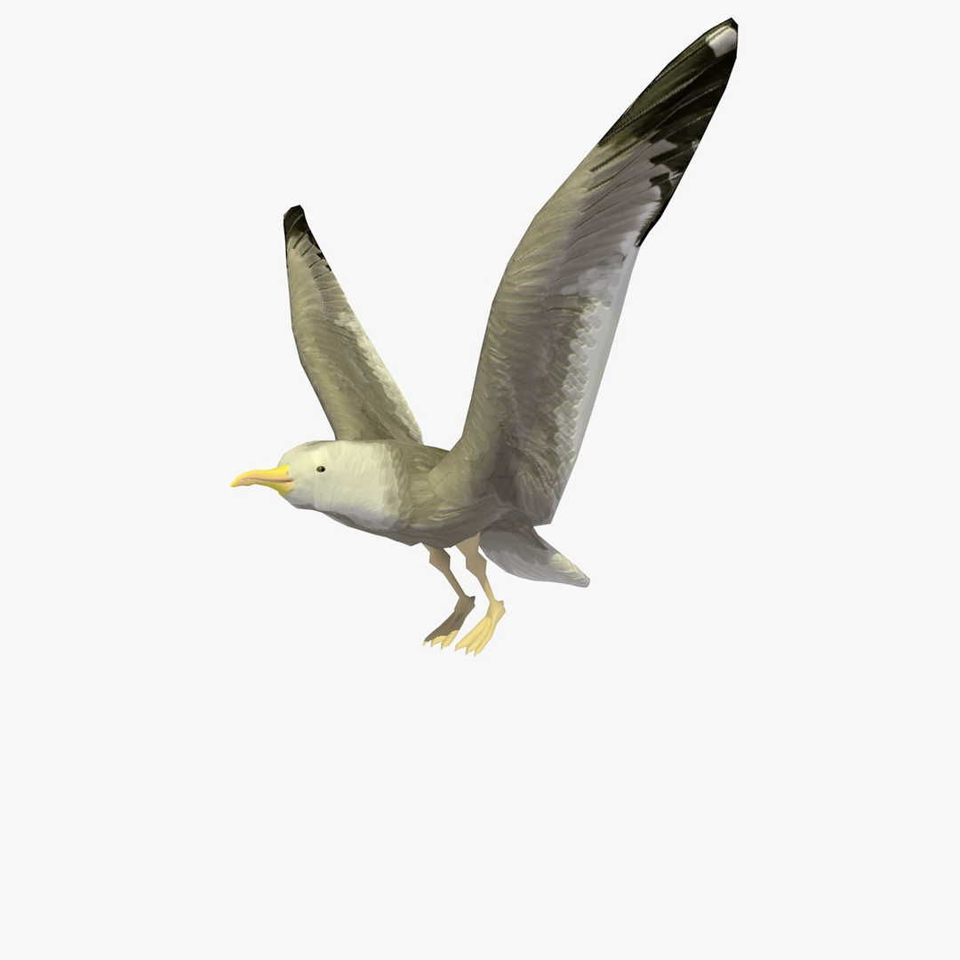 Single Flying Seagull Animation 3d C4d