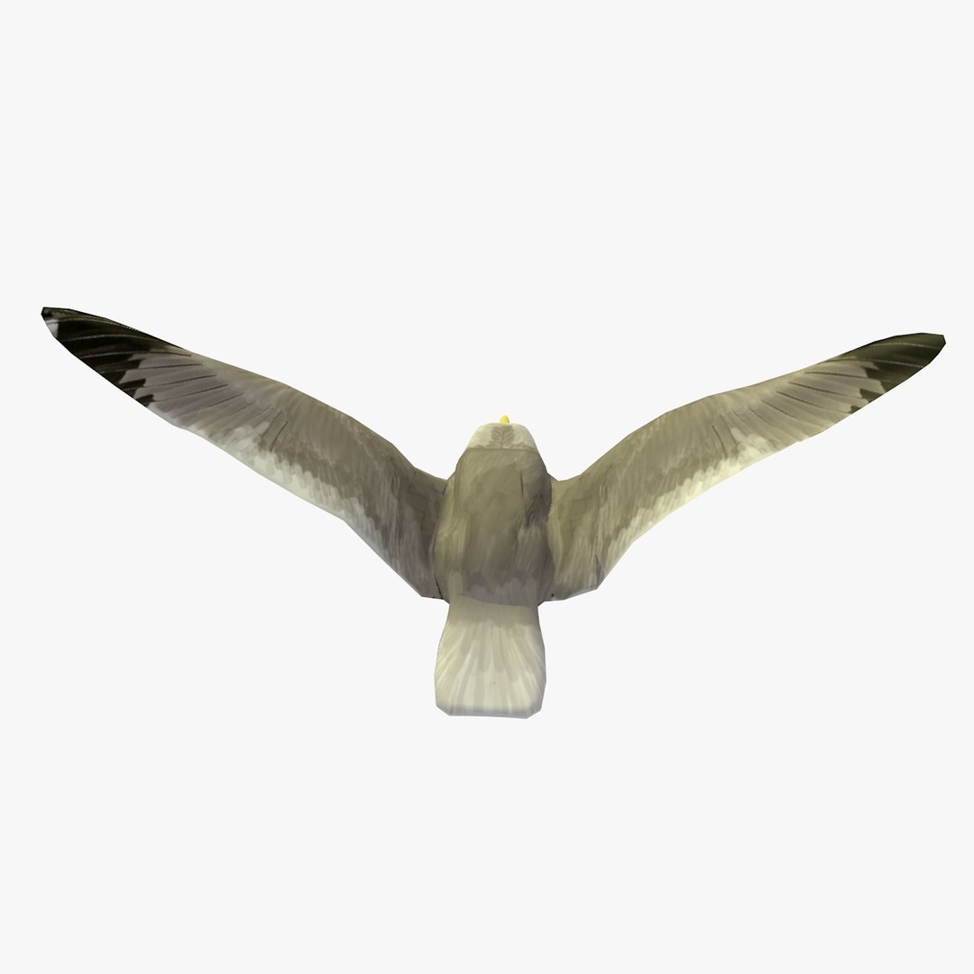 Single Flying Seagull Animation 3d C4d