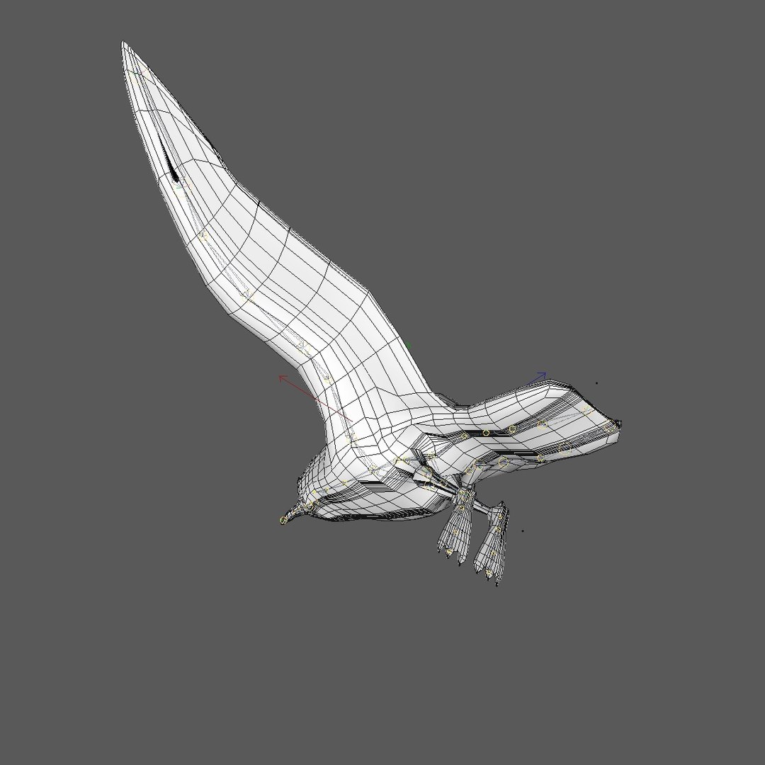 Single Flying Seagull Animation 3d C4d