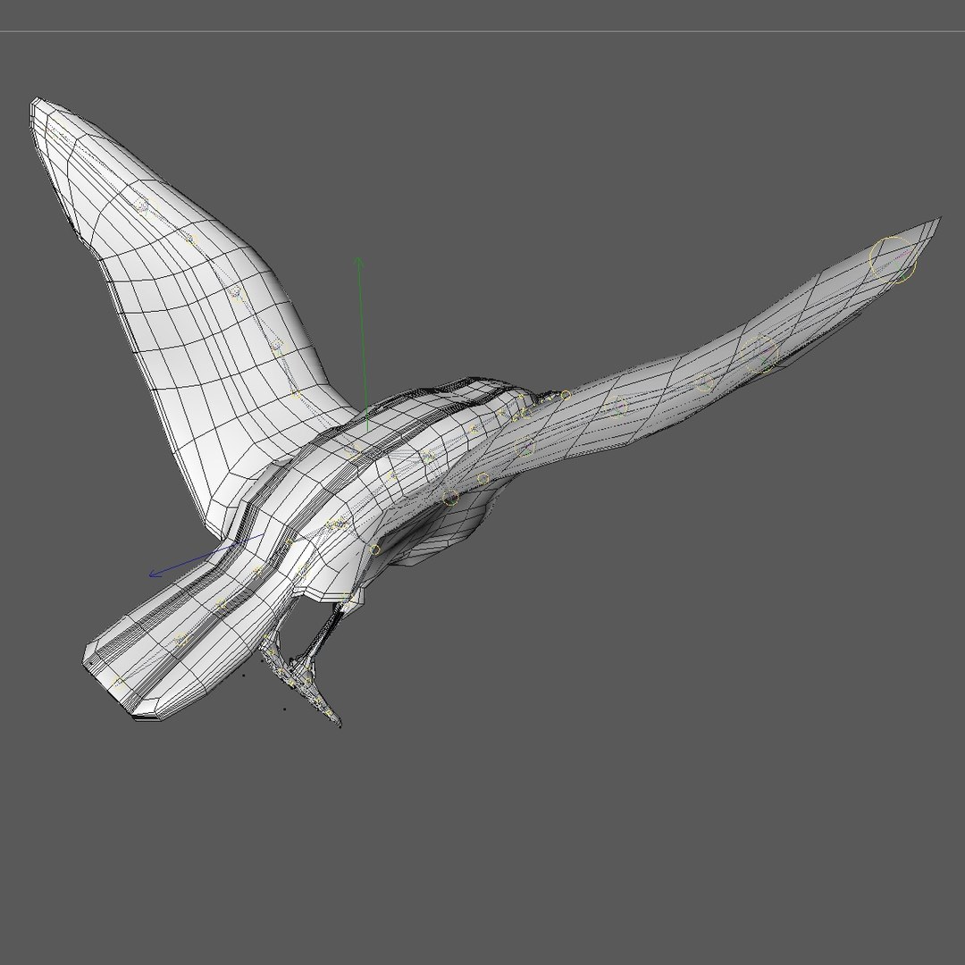 Single Flying Seagull Animation 3d C4d