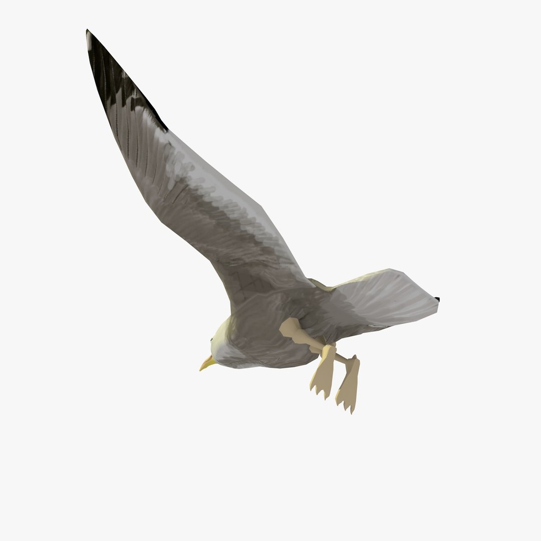 Single Flying Seagull Animation 3d C4d