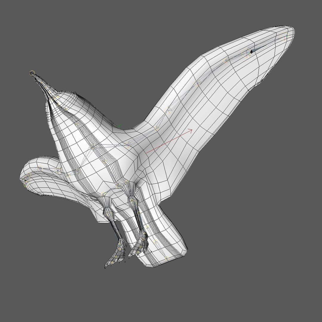 Single Flying Seagull Animation 3d C4d