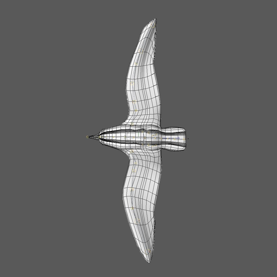 Single Flying Seagull Animation 3d C4d