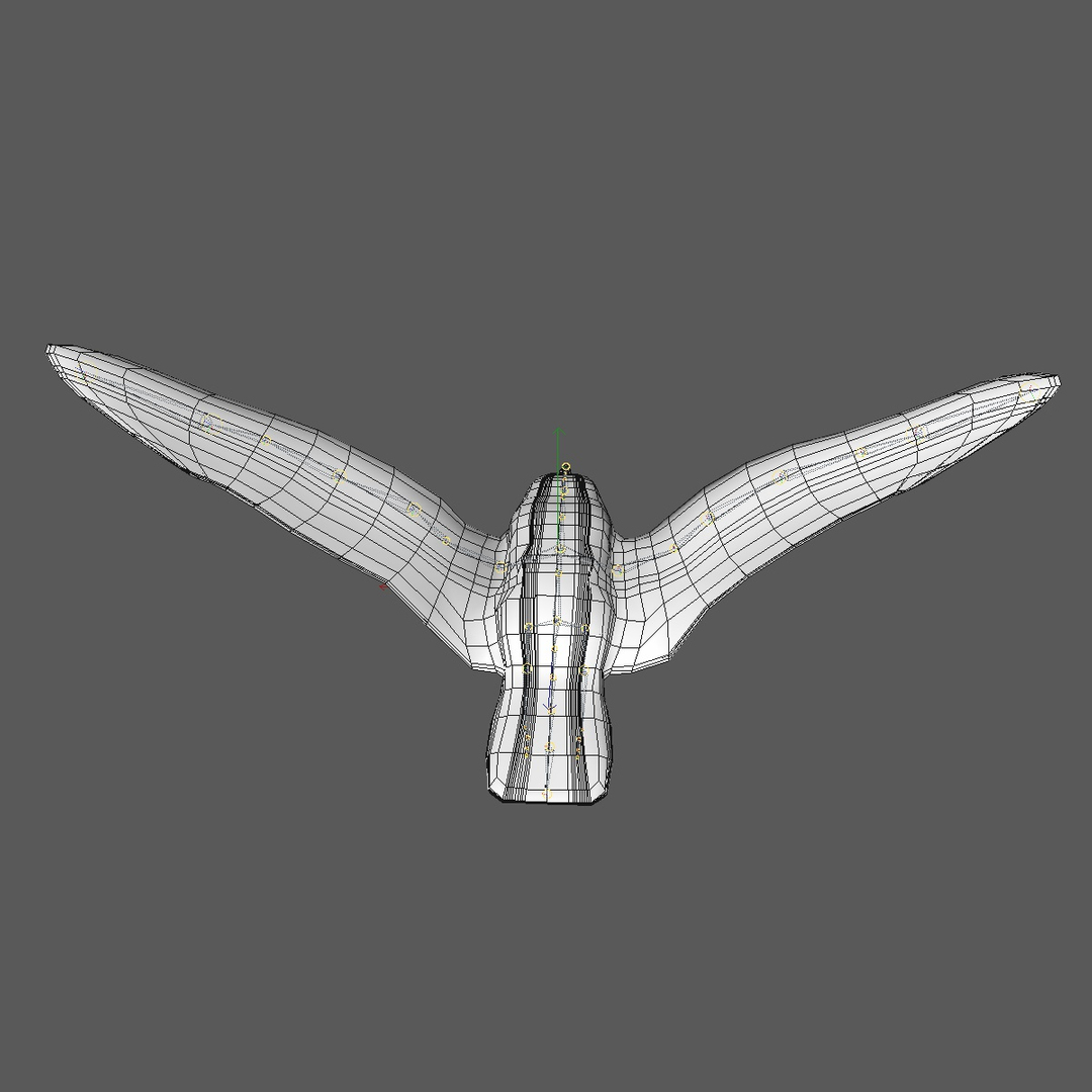 single flying seagull animation 3d c4d