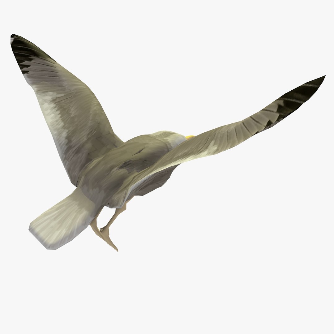 Single Flying Seagull Animation 3d C4d