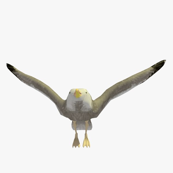 single flying seagull animation 3d c4d