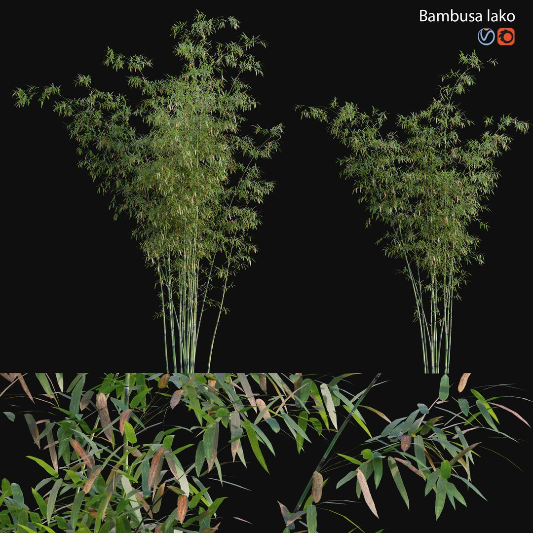 3D Bamboo - Bambusa Lako - TurboSquid 1822902