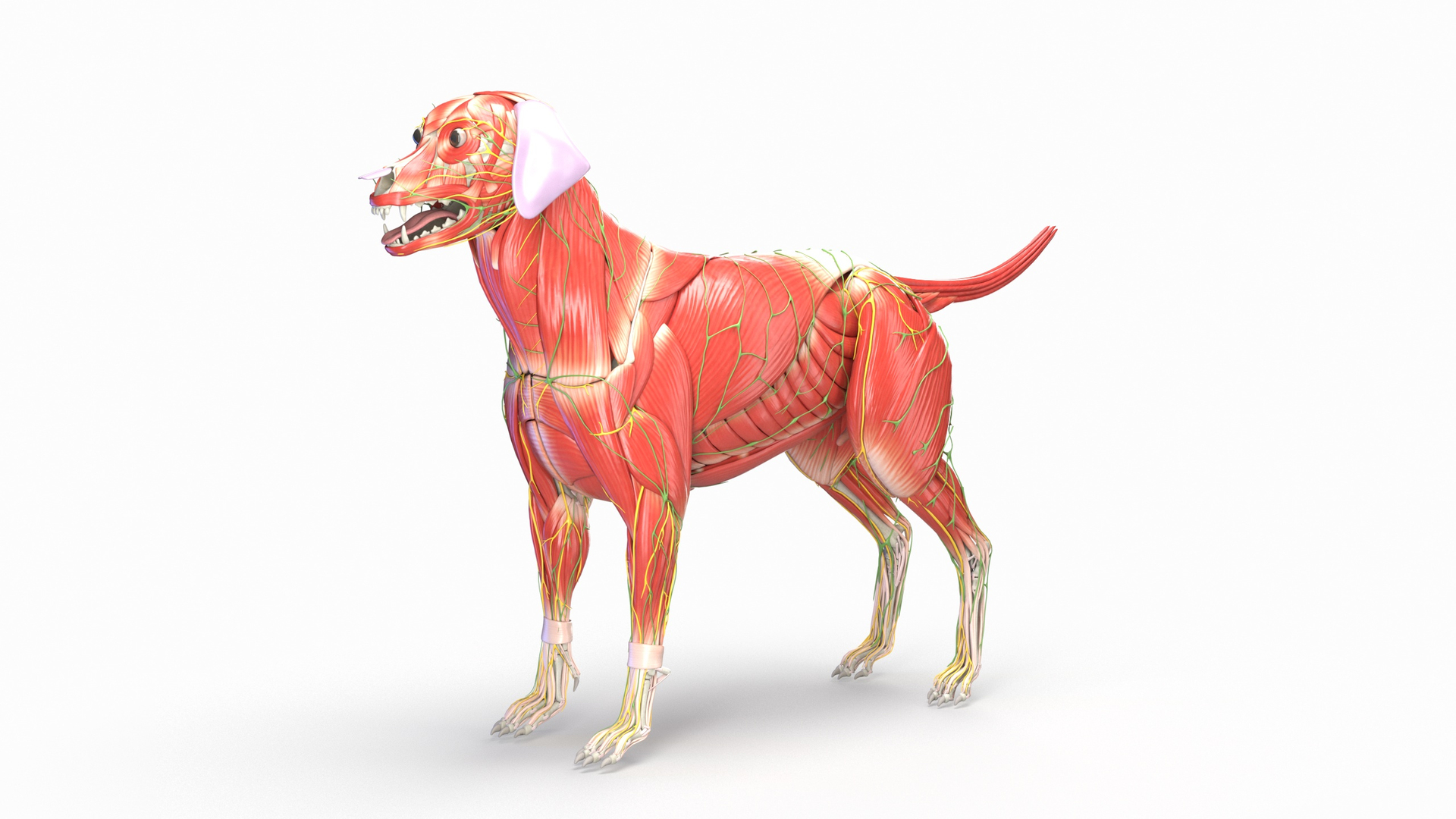 Male Dog Anatomy Dog Muscles Anatomy Anatomy Of A Male Dog Muscles