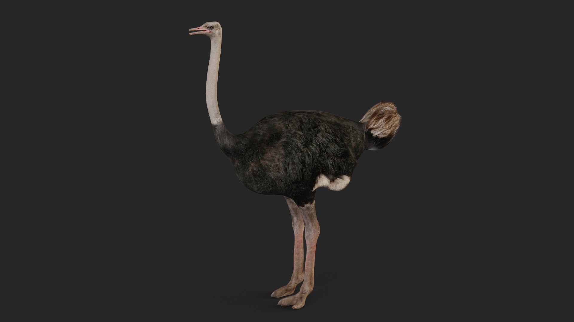 3D realistic ostrich model - TurboSquid 1705495