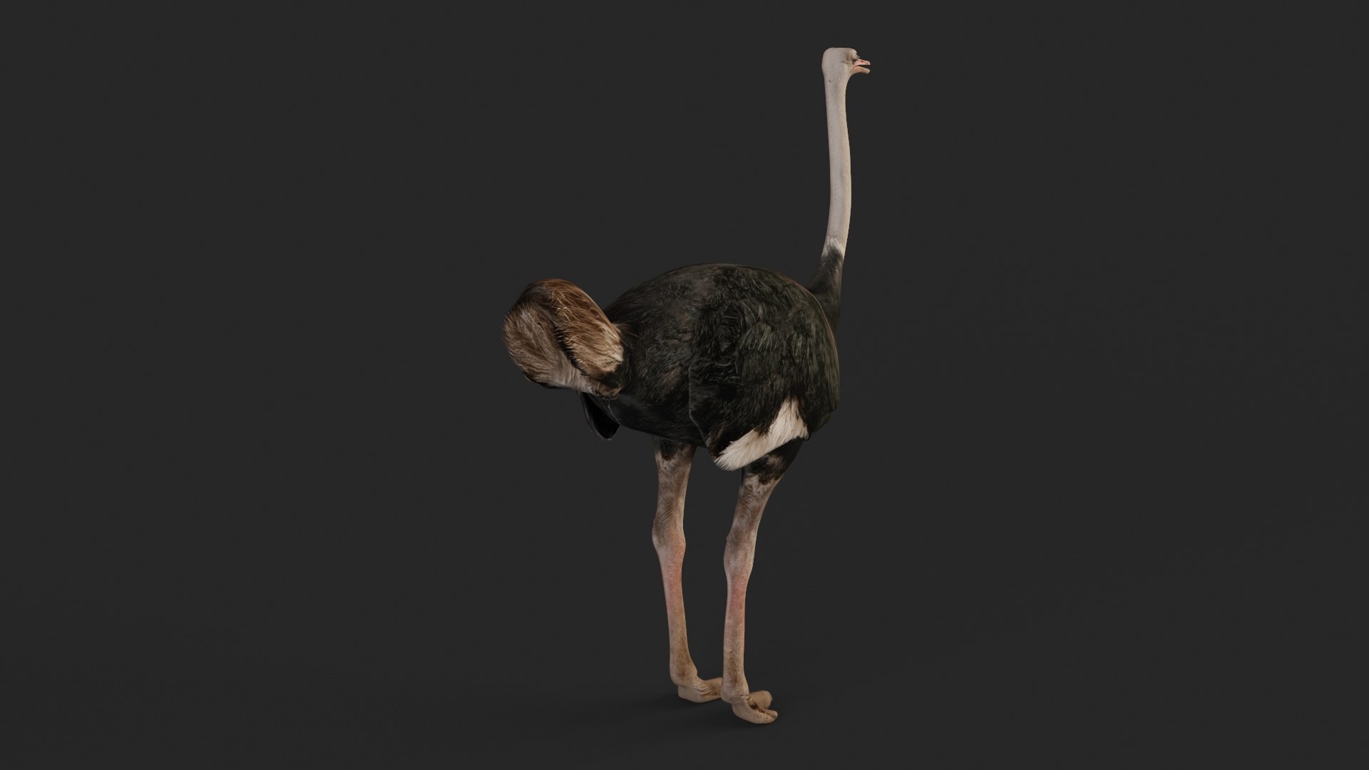 3D realistic ostrich model - TurboSquid 1705495