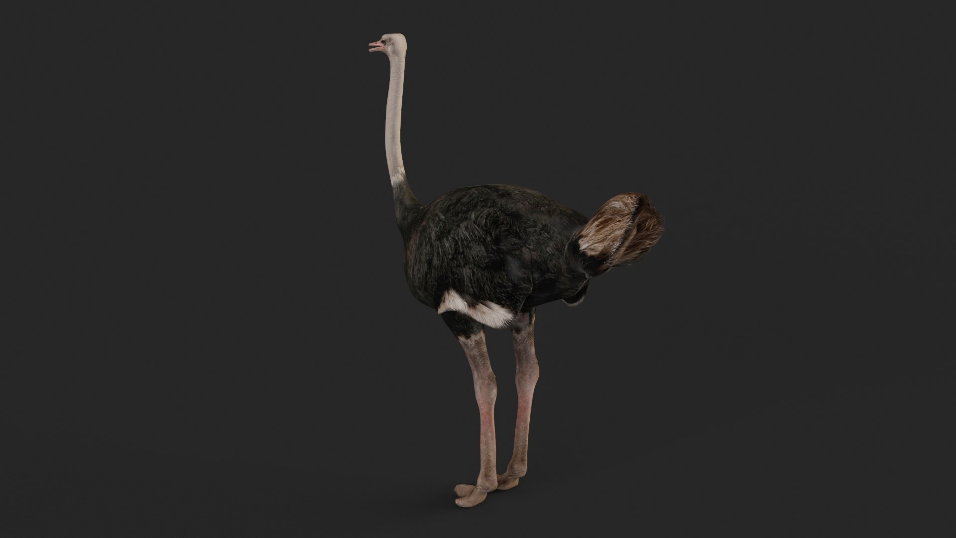 3D realistic ostrich model - TurboSquid 1705495