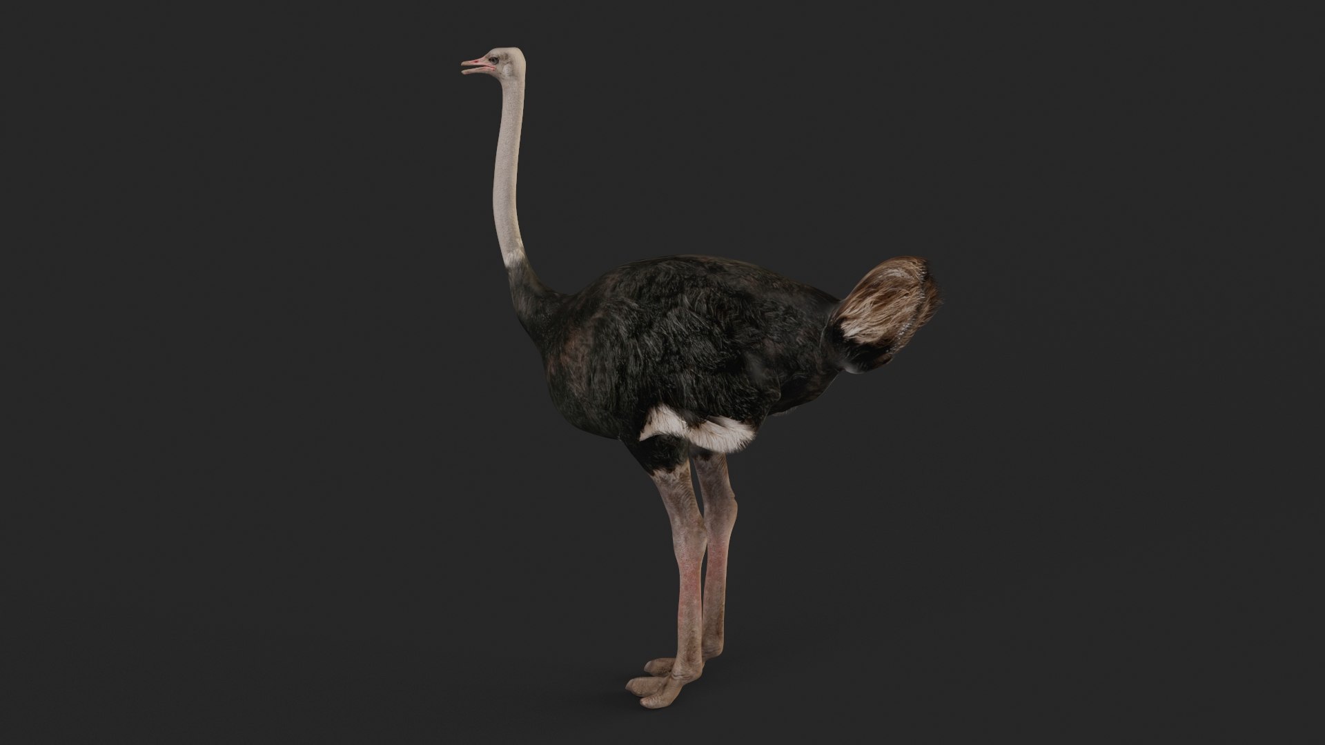 3D realistic ostrich model - TurboSquid 1705495
