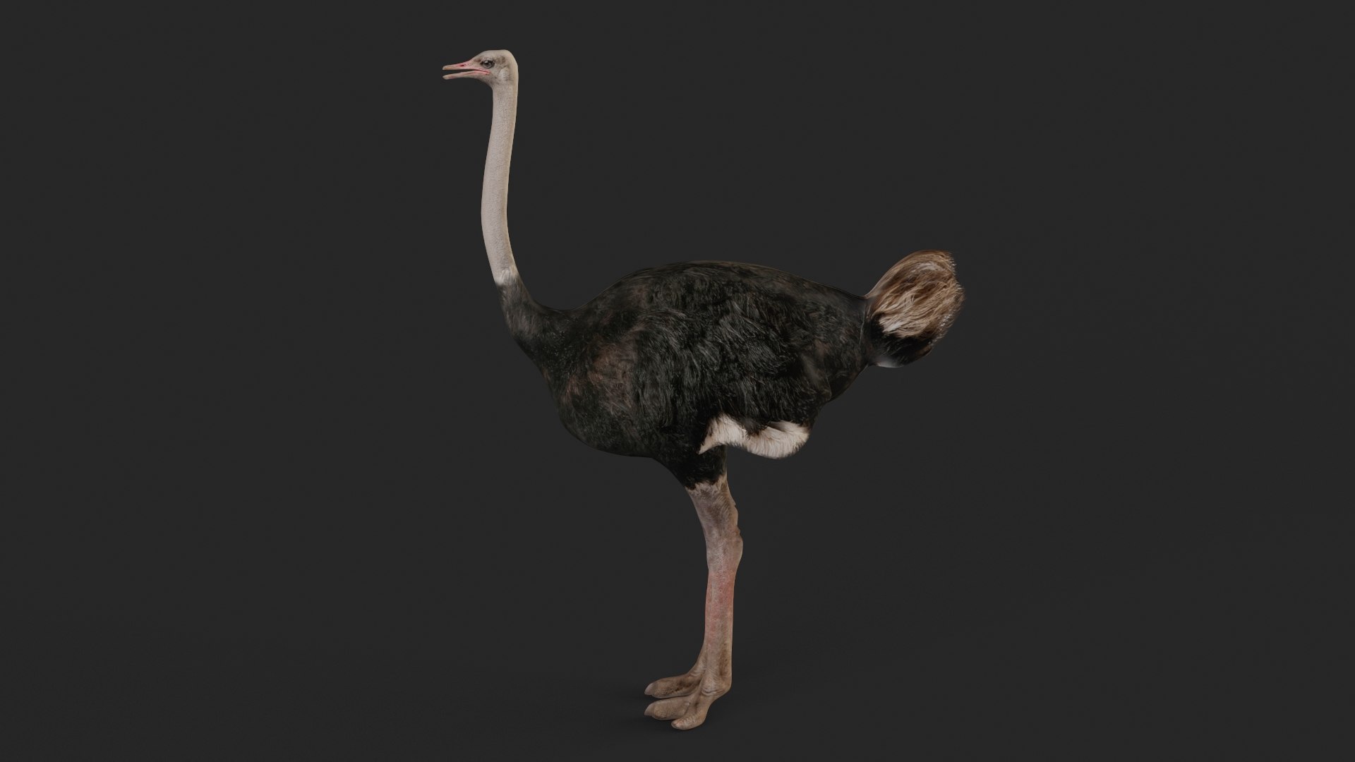 3D realistic ostrich model - TurboSquid 1705495