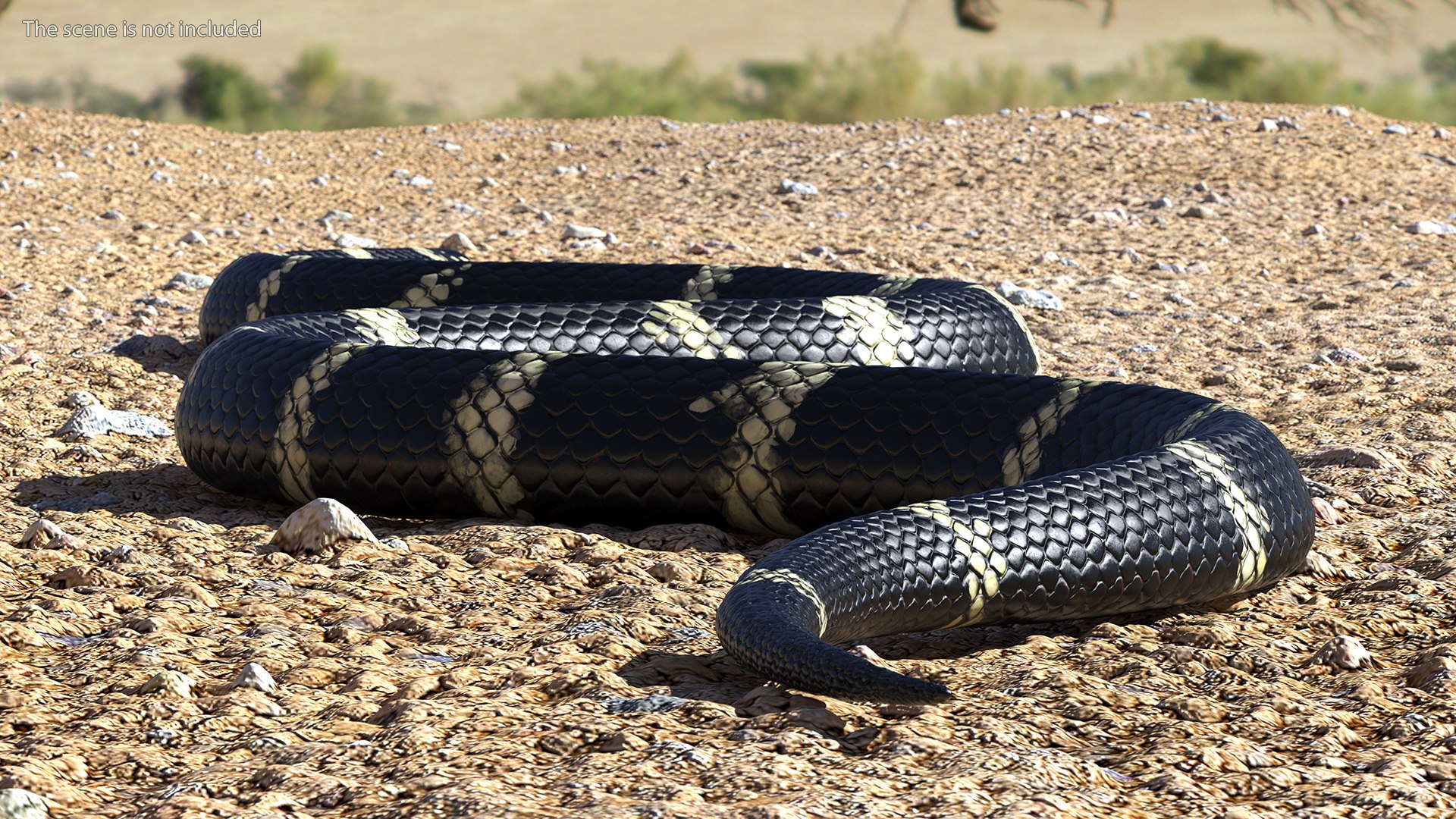 Eastern Kingsnake Rigged for Cinema 4D 3D model - TurboSquid 1980950