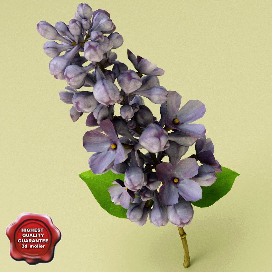 Lilac Flower 3d Model