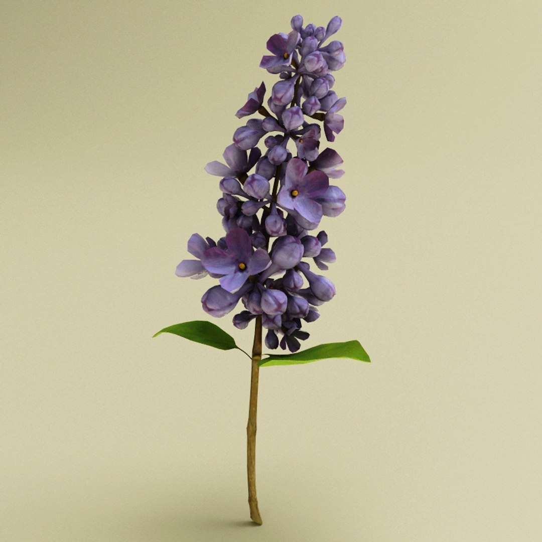 Lilac Flower 3d Model