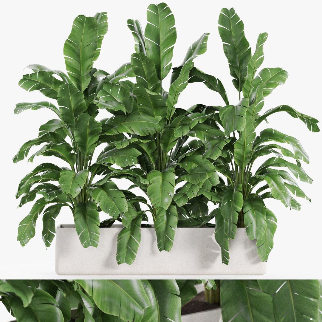 3D Model Plants Collection 960 - TurboSquid 2102298