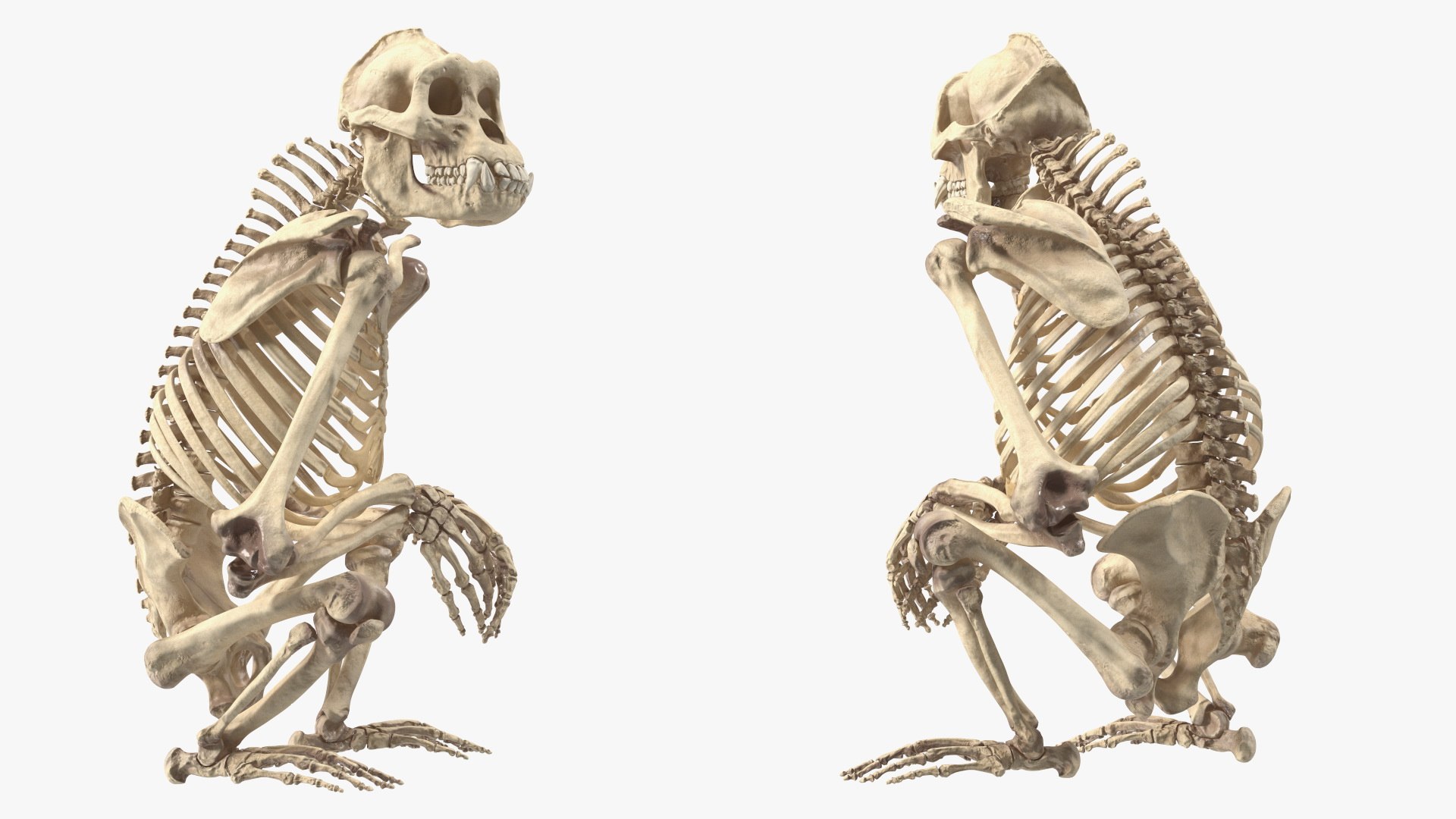 3D Gorilla Skeleton Sitting Model - TurboSquid 2061417