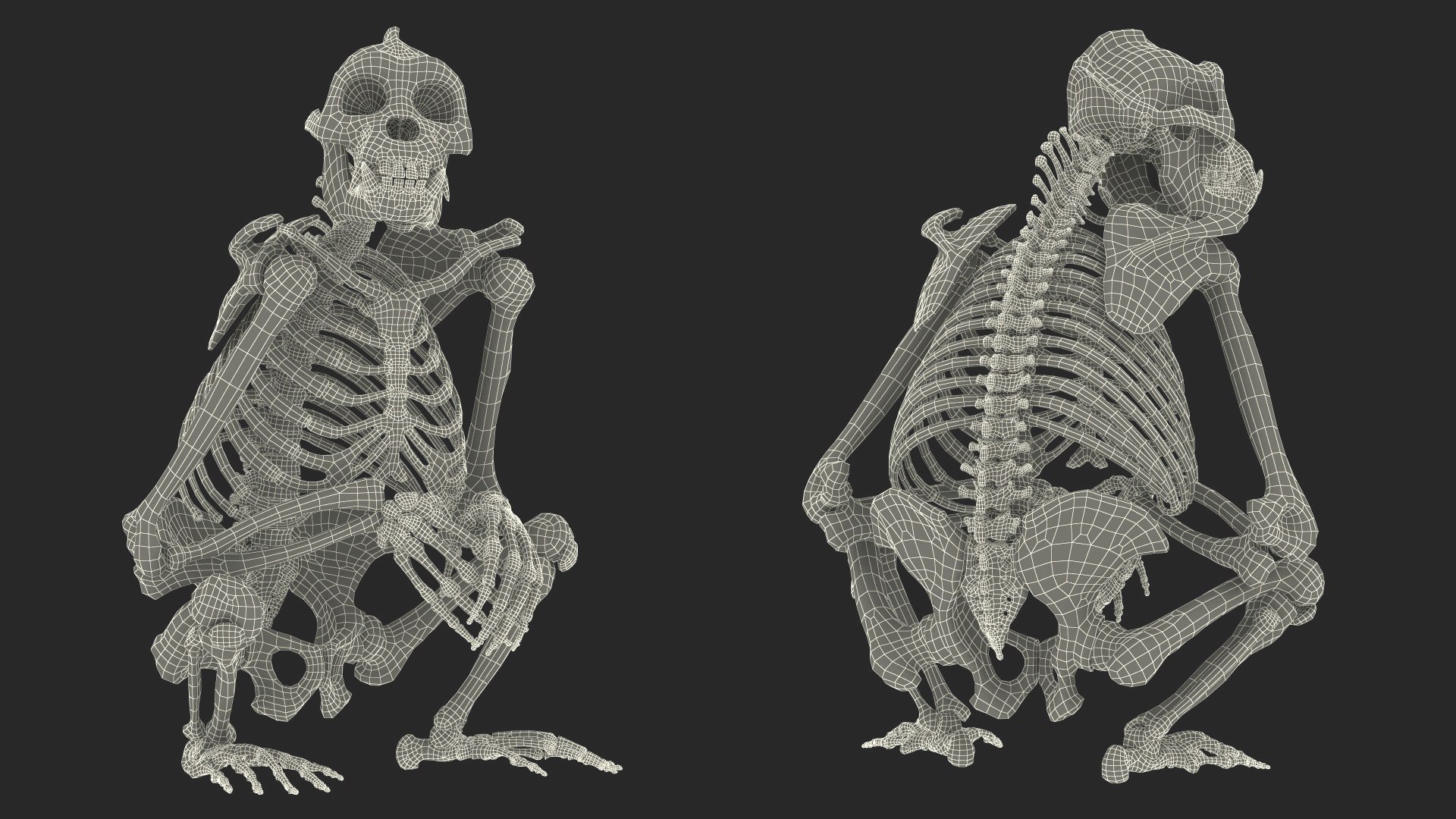 3D Gorilla Skeleton Sitting Model - TurboSquid 2061417