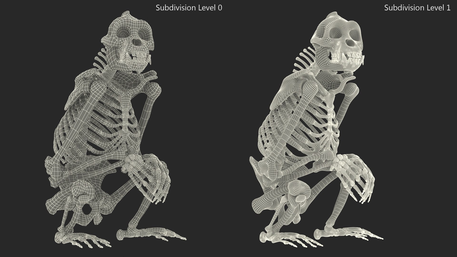 3D Gorilla Skeleton Sitting model - TurboSquid 2061417