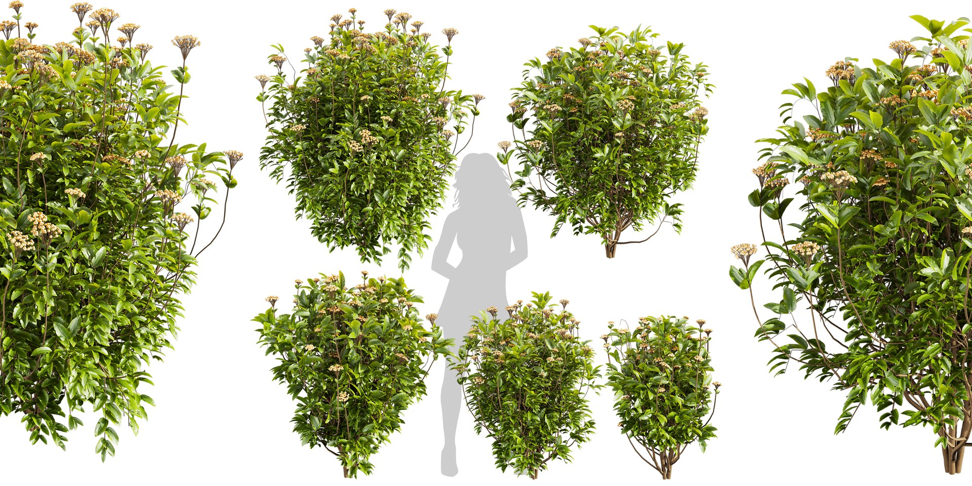 Collection Plant Vol 569 - Viburnum - Tinus - Shurb - Blender 3D - TurboSquid 2244614