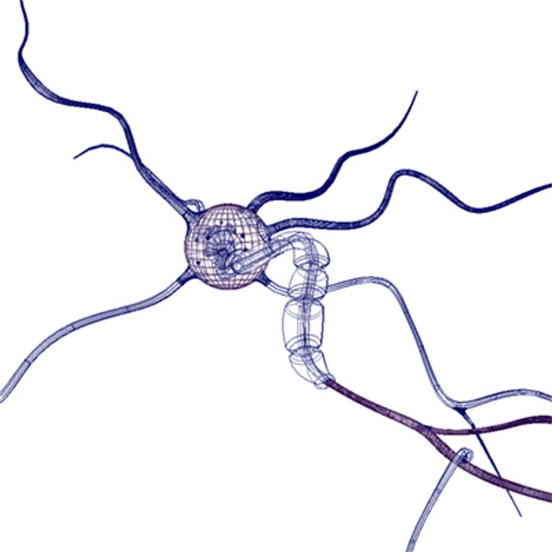 Neuron Cell Dendrites Biomedical 3d Model