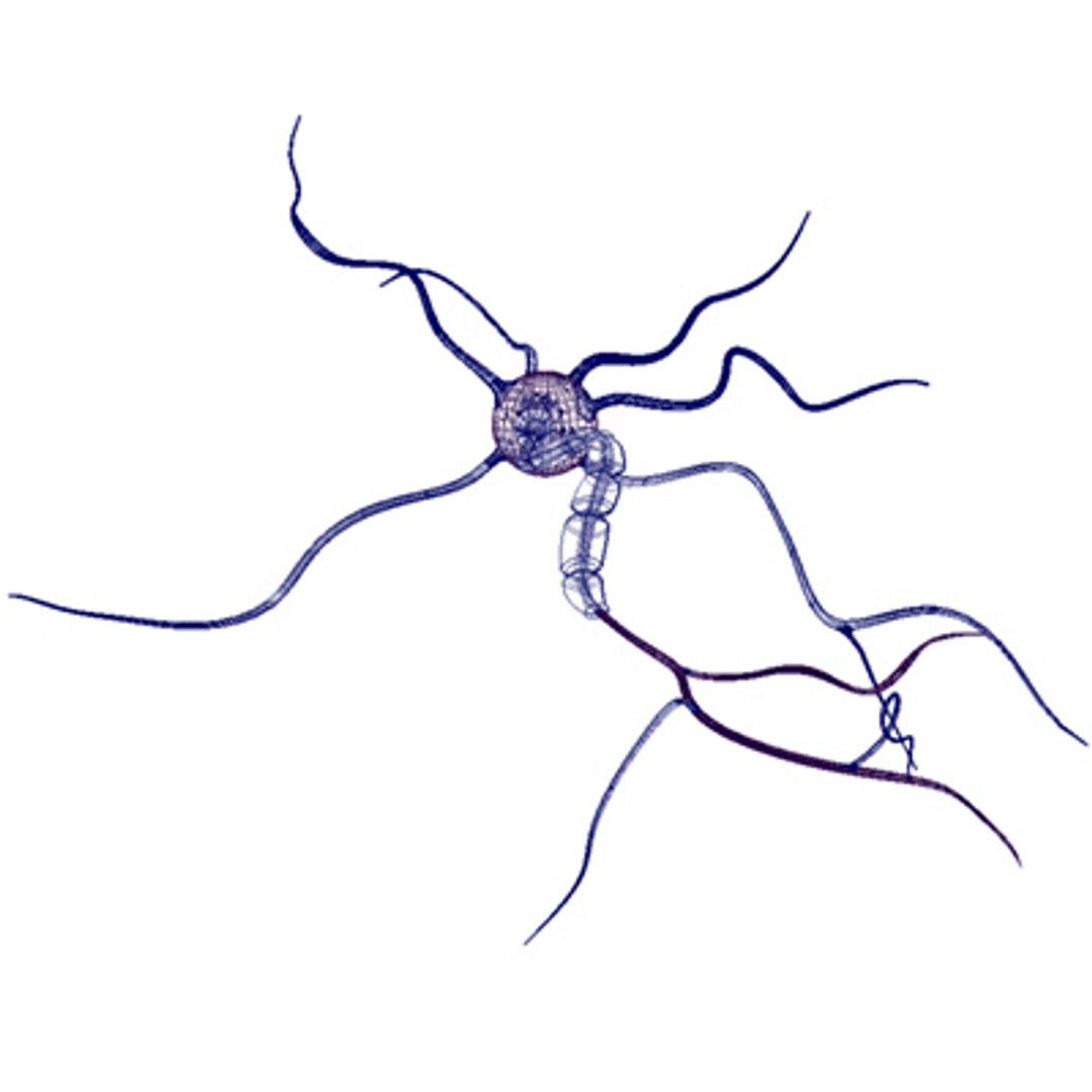 Neuron Cell Dendrites Biomedical 3d Model