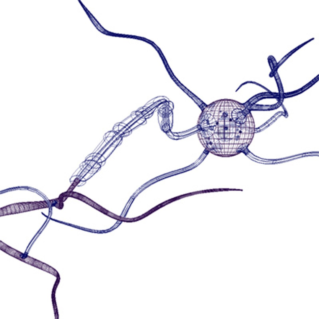 Neuron Cell Dendrites Biomedical 3d Model