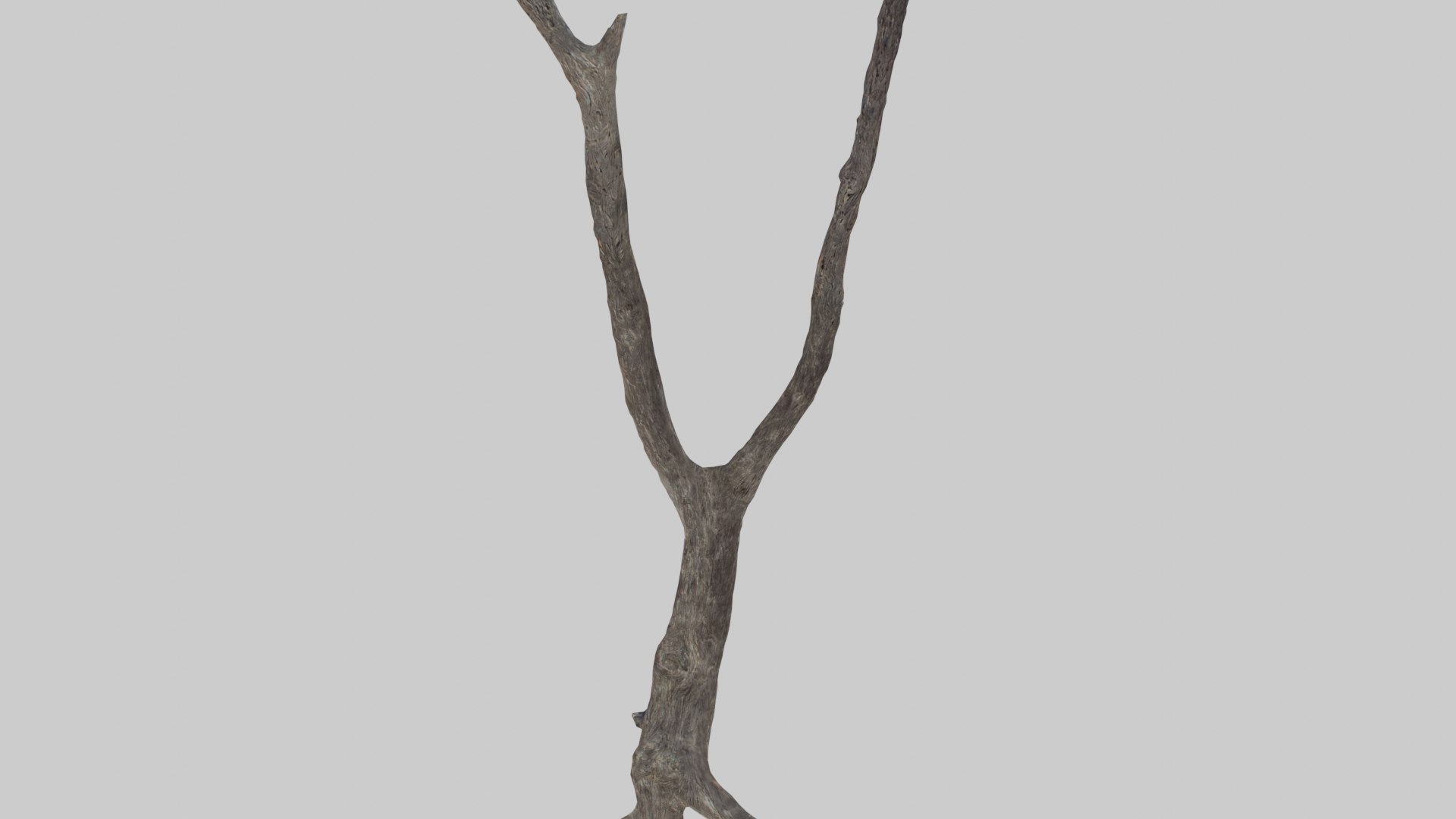 Namibian Dry Tree 03 - Scan 3D - TurboSquid 2038256