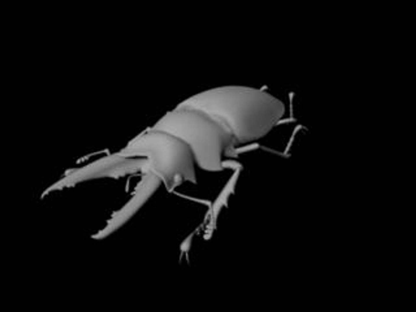 Insect 3d Model