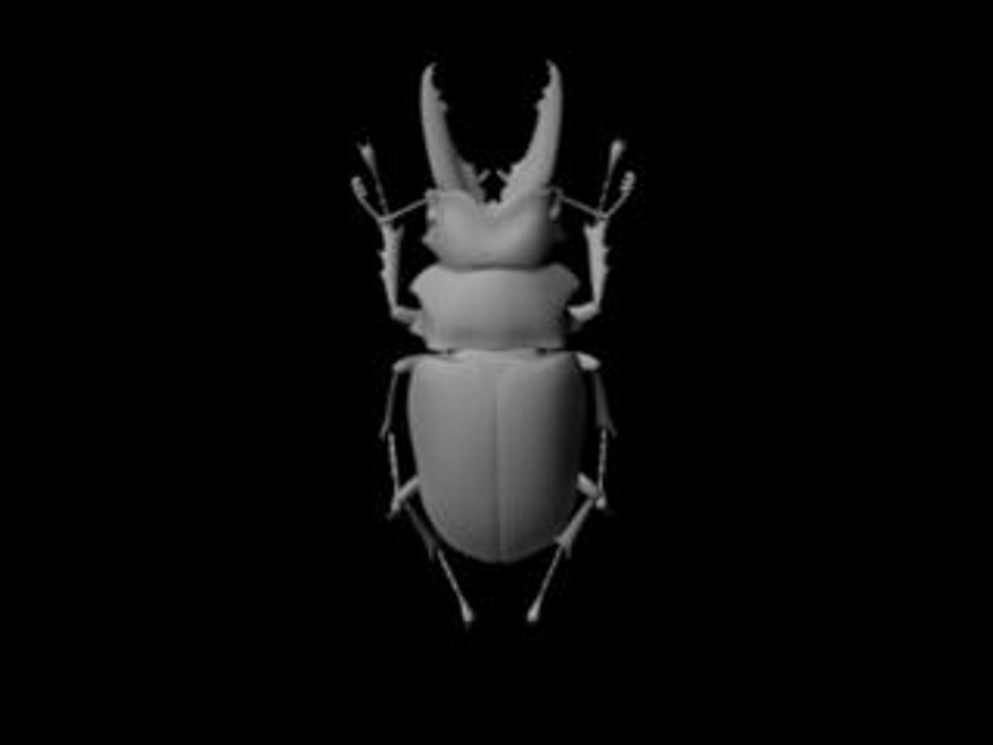 Insect 3d Model