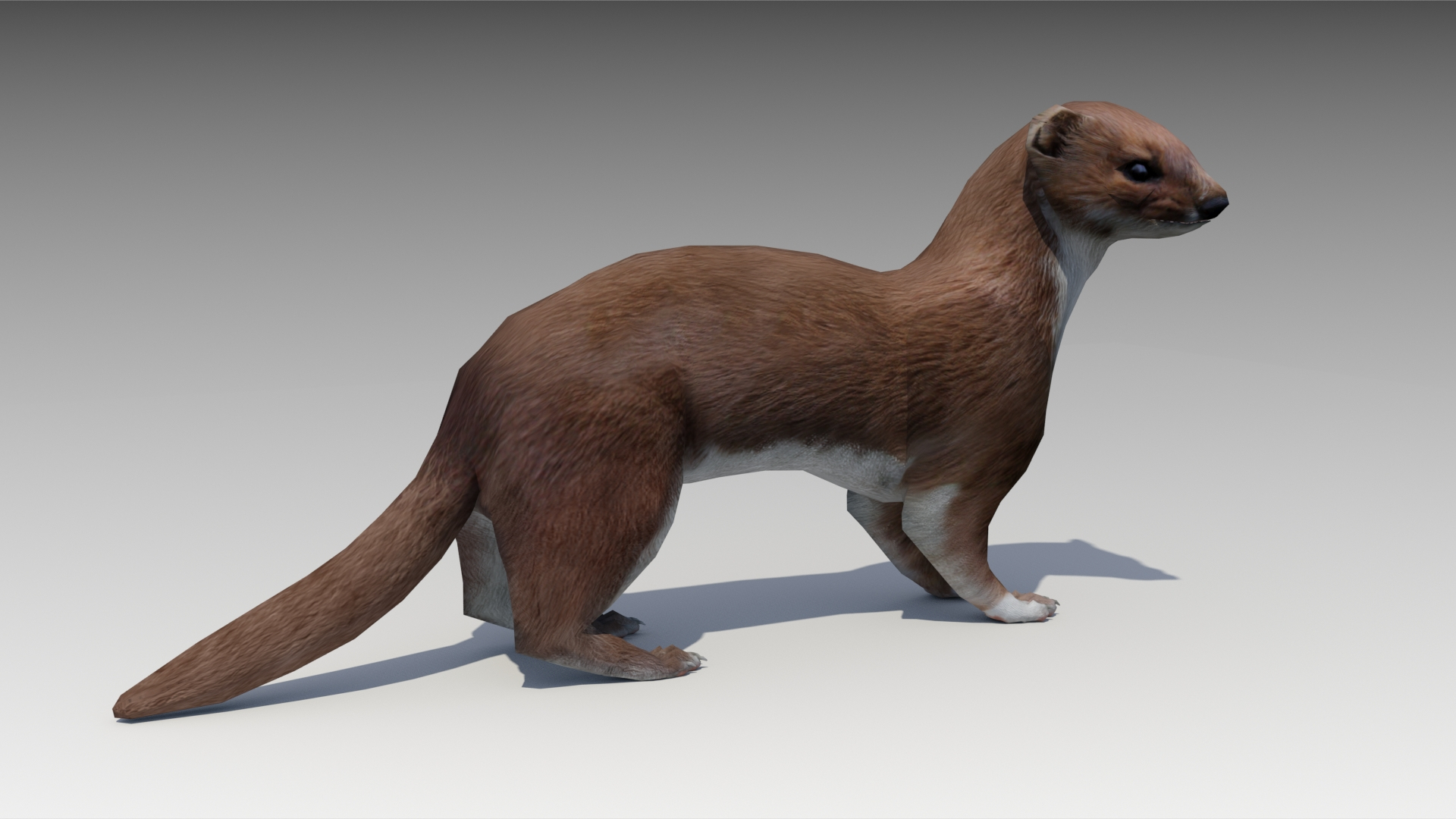 3D weasel model - TurboSquid 1184225