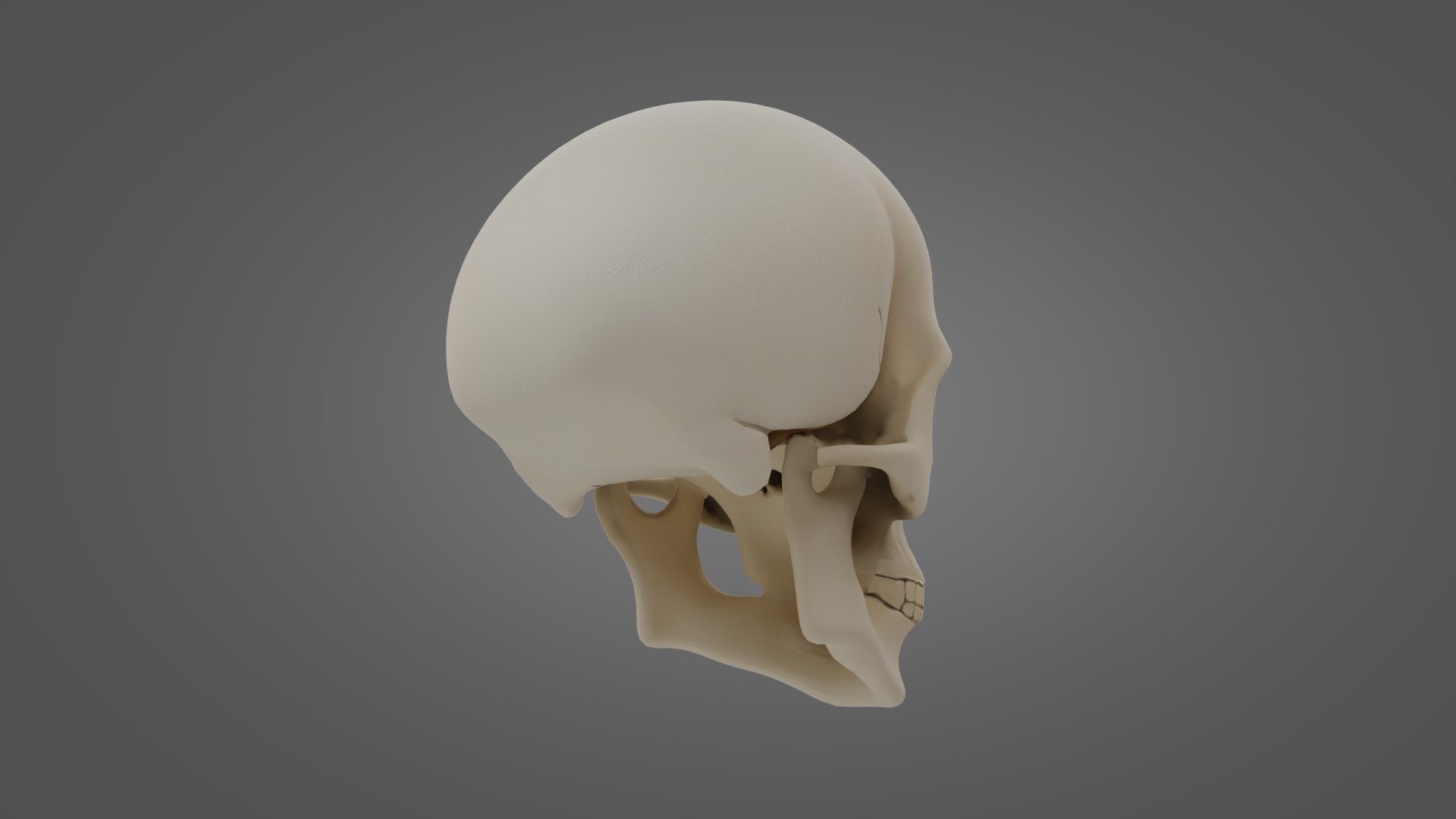 3D Low-Poly Human Skull - TurboSquid 2252030