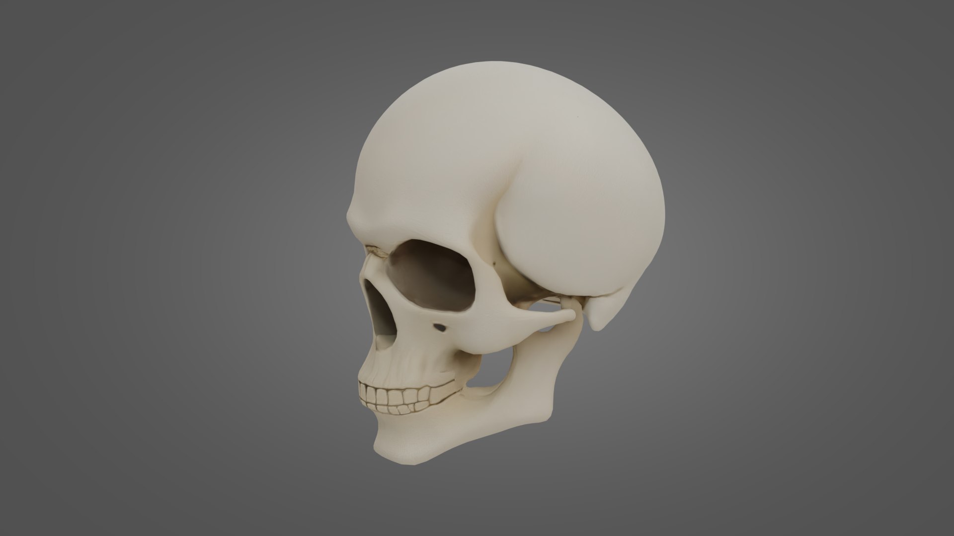 3D Low-Poly Human Skull - TurboSquid 2252030